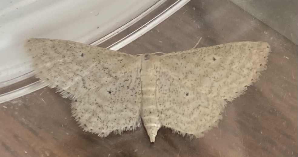 Details : Dotted Border Wave - BirdGuides