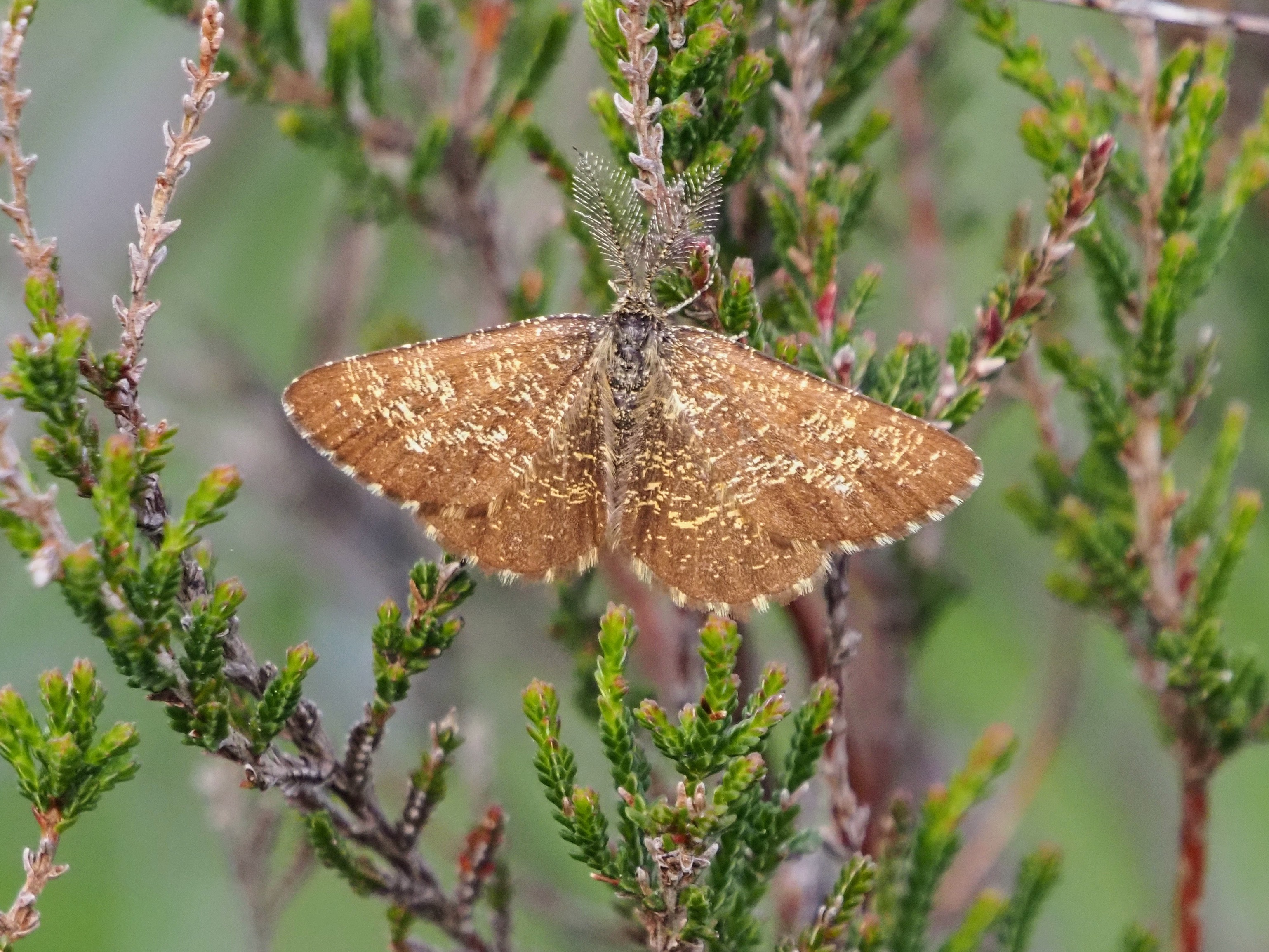 Common Heath by Aaron Sheppard - BirdGuides