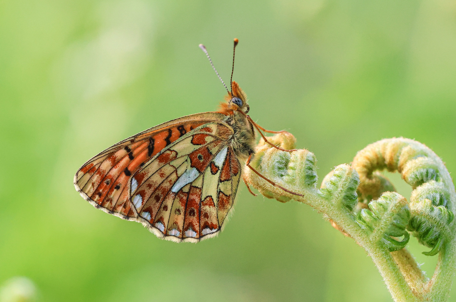 Pearl-bordered Fritillary by Holly Tudball - BirdGuides