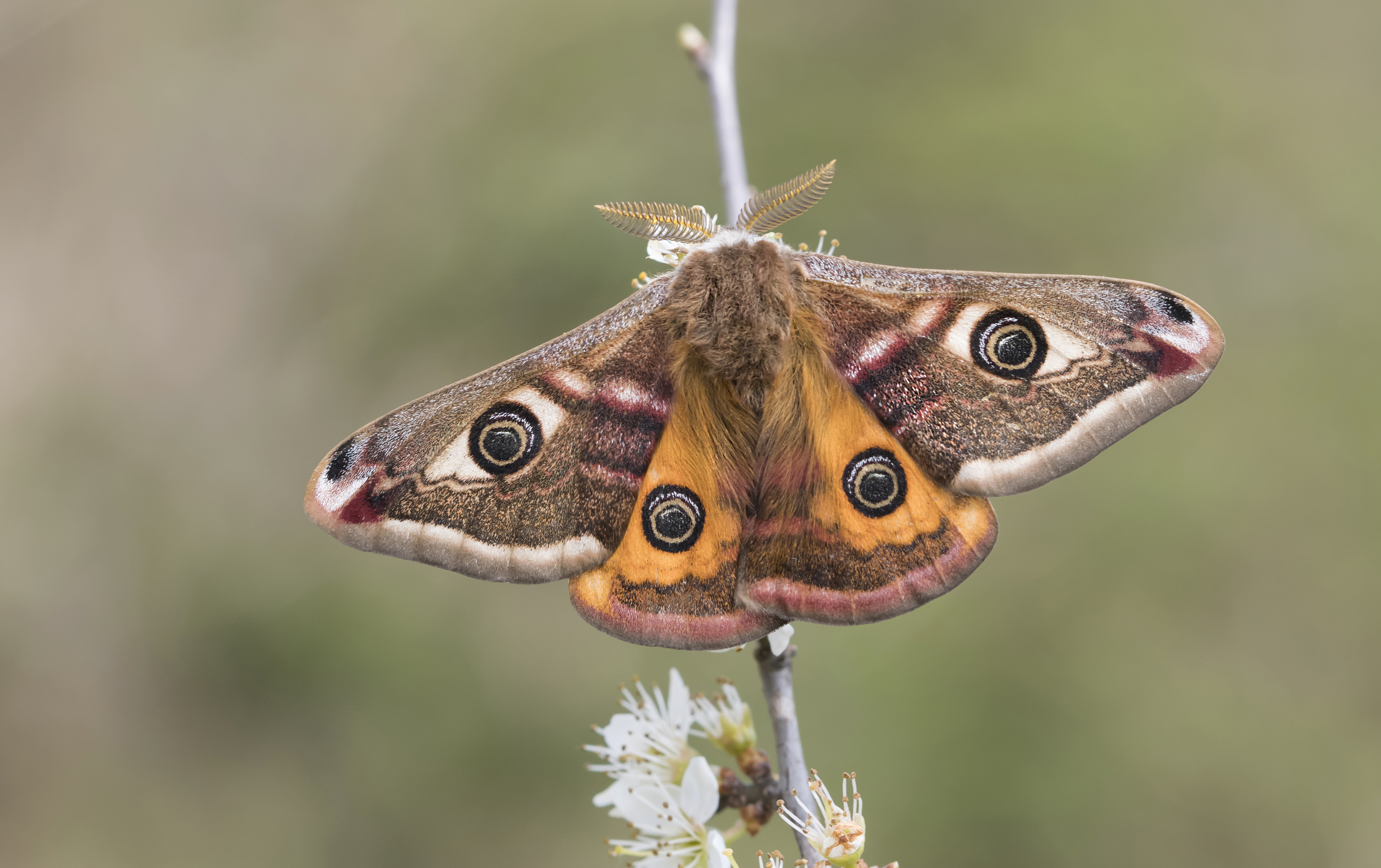 Details : Emperor Moth - BirdGuides