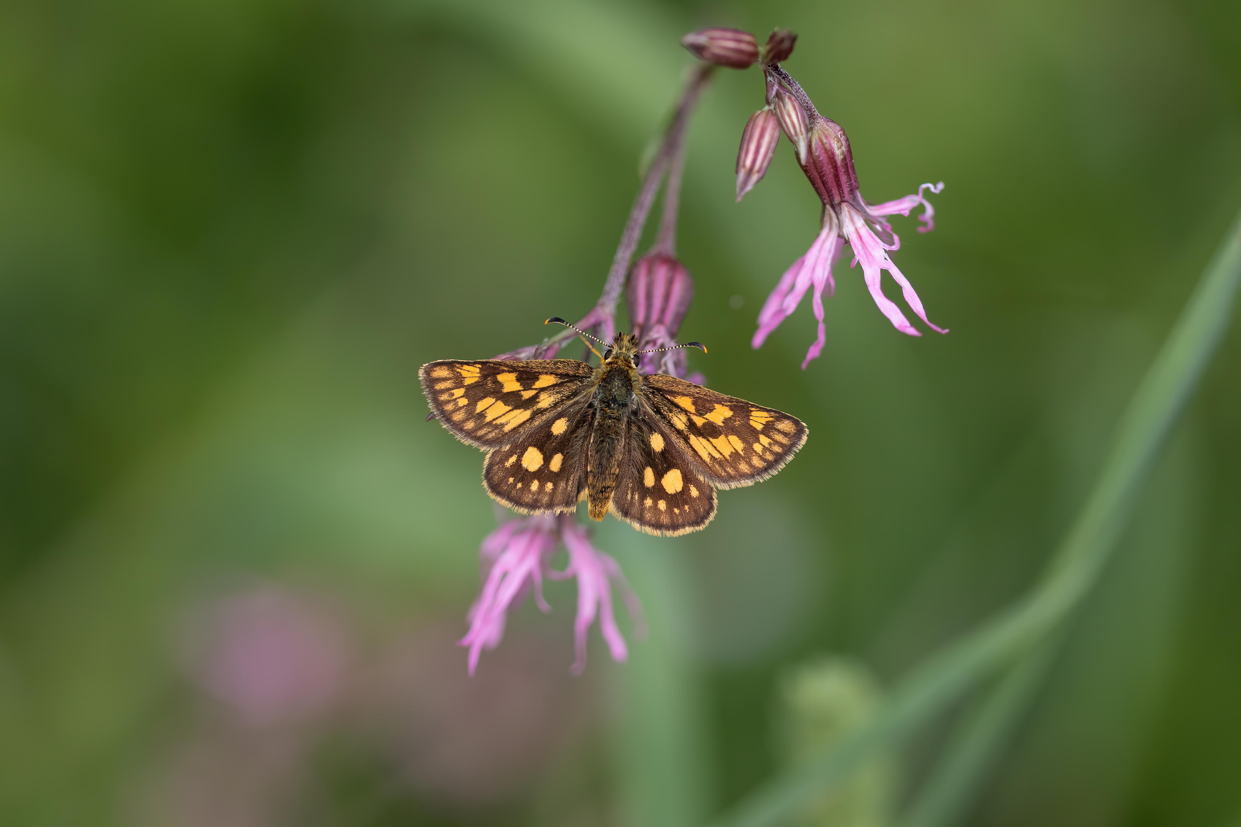 Chequered Skipper by David James - BirdGuides