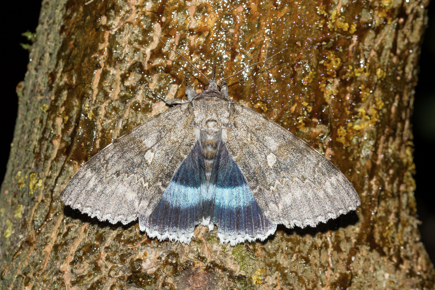 Details : Clifden Nonpareil - BirdGuides