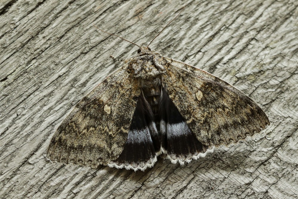 Changing times for British and Irish moths - BirdGuides