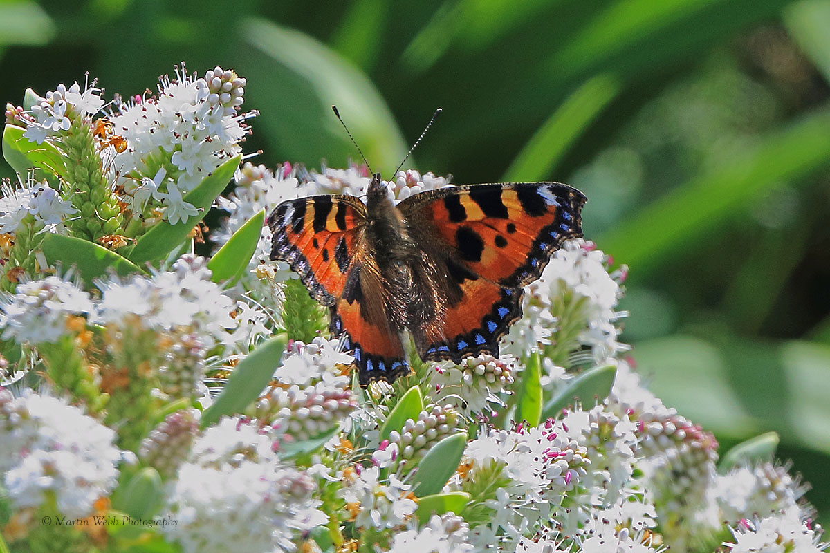 Small Tortoiseshell by Martin Webb - BirdGuides