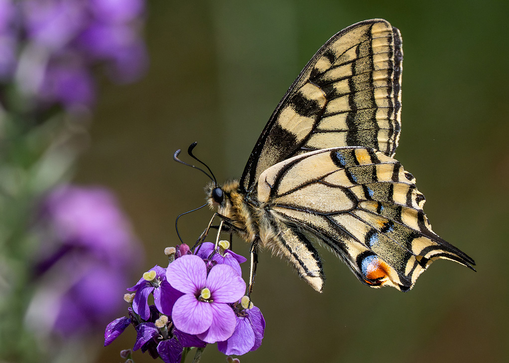 Swallowtail by Ian Curran - BirdGuides