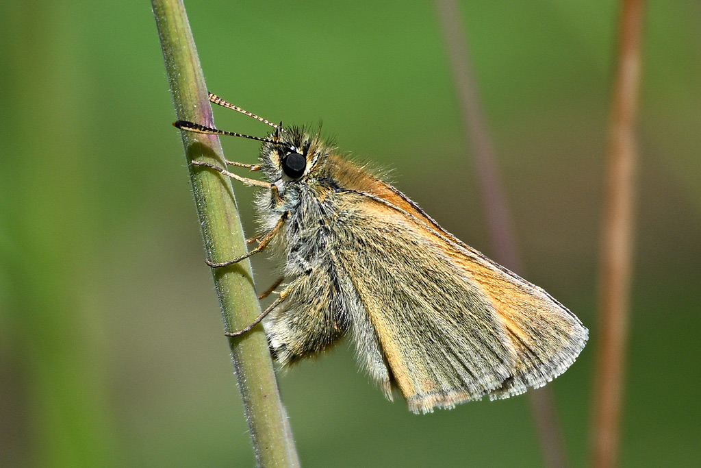 Small Skipper by Ian Curran - BirdGuides