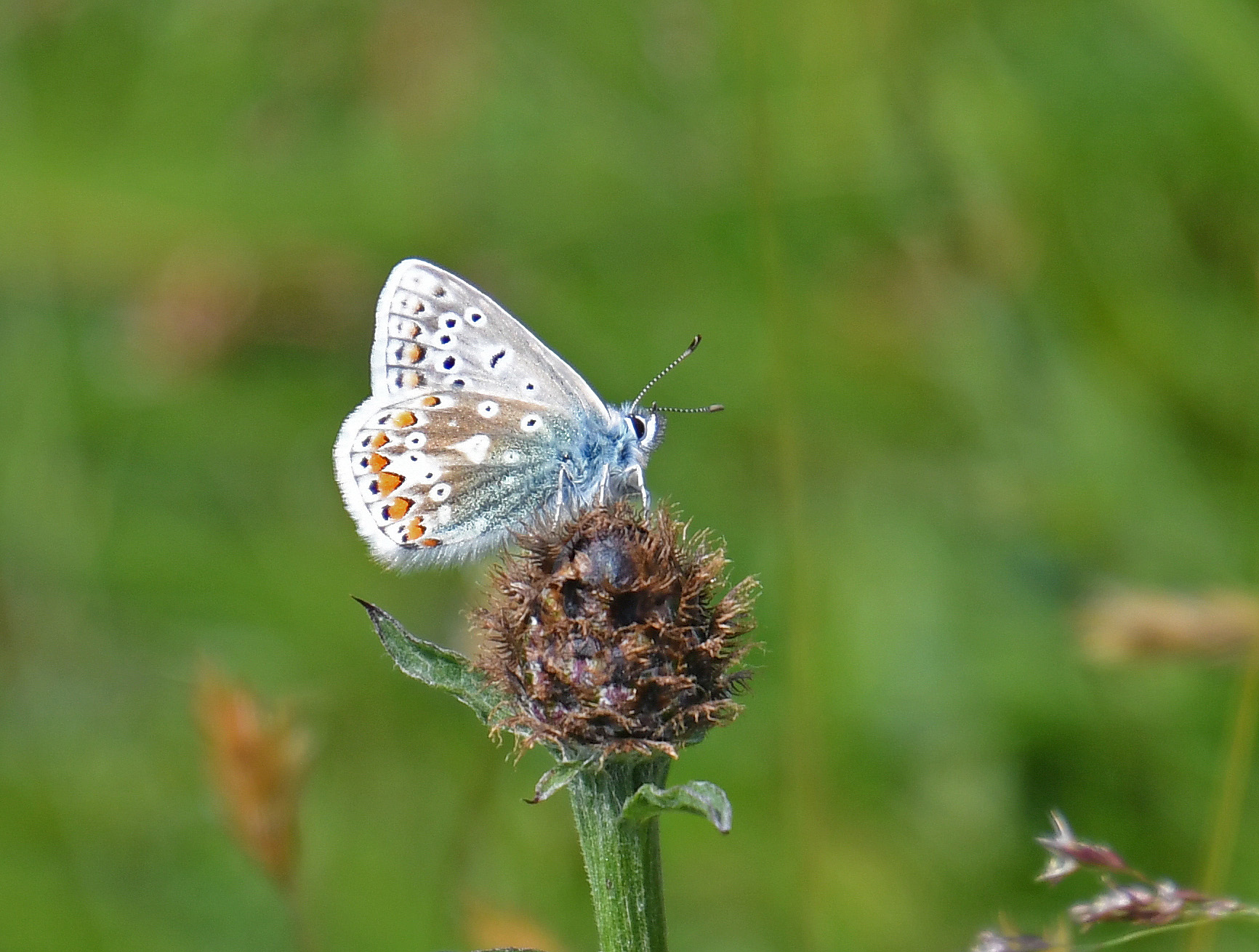 Common Blue by Tom Moodie - BirdGuides