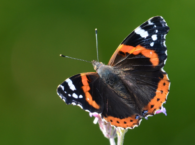 Butterfly numbers reach highest levels since 2019 - BirdGuides