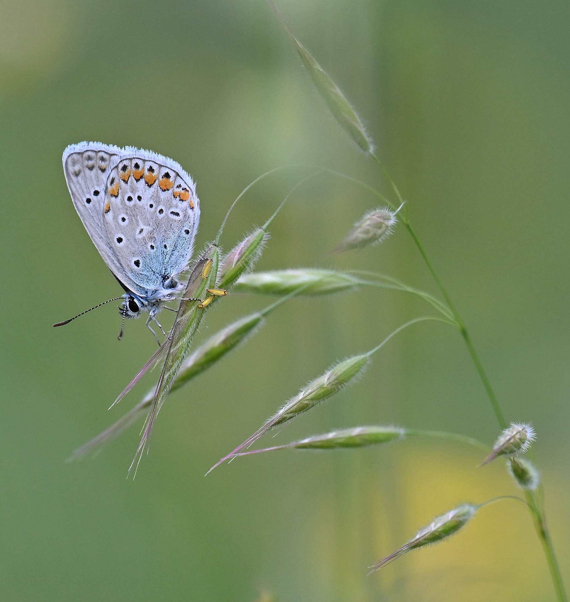 Common Blue by JASON Higgins - BirdGuides