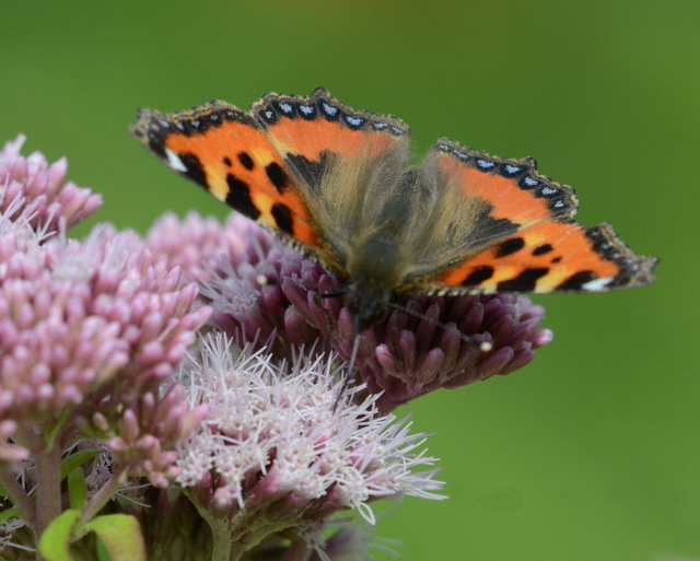Small Tortoiseshell by Joe Graham - BirdGuides