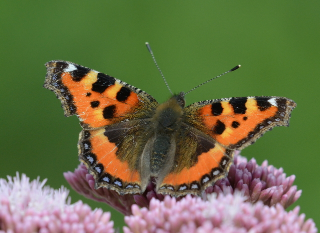 Small Tortoiseshell by Joe Graham - BirdGuides