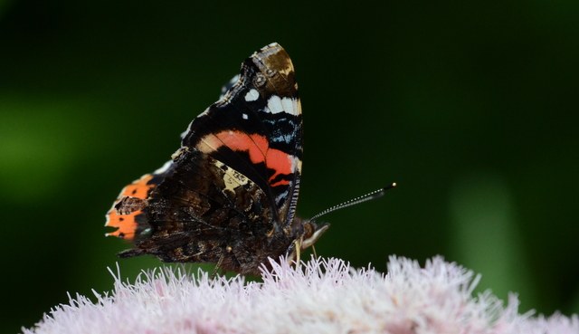 Red Admiral by Joe Graham - BirdGuides