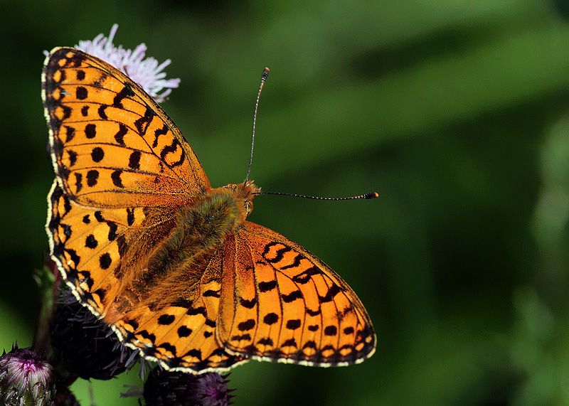 Devon butterfly numbers plummet to decade low - BirdGuides