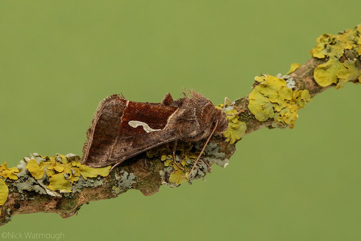 Details : Dewick's Plusia - BirdGuides