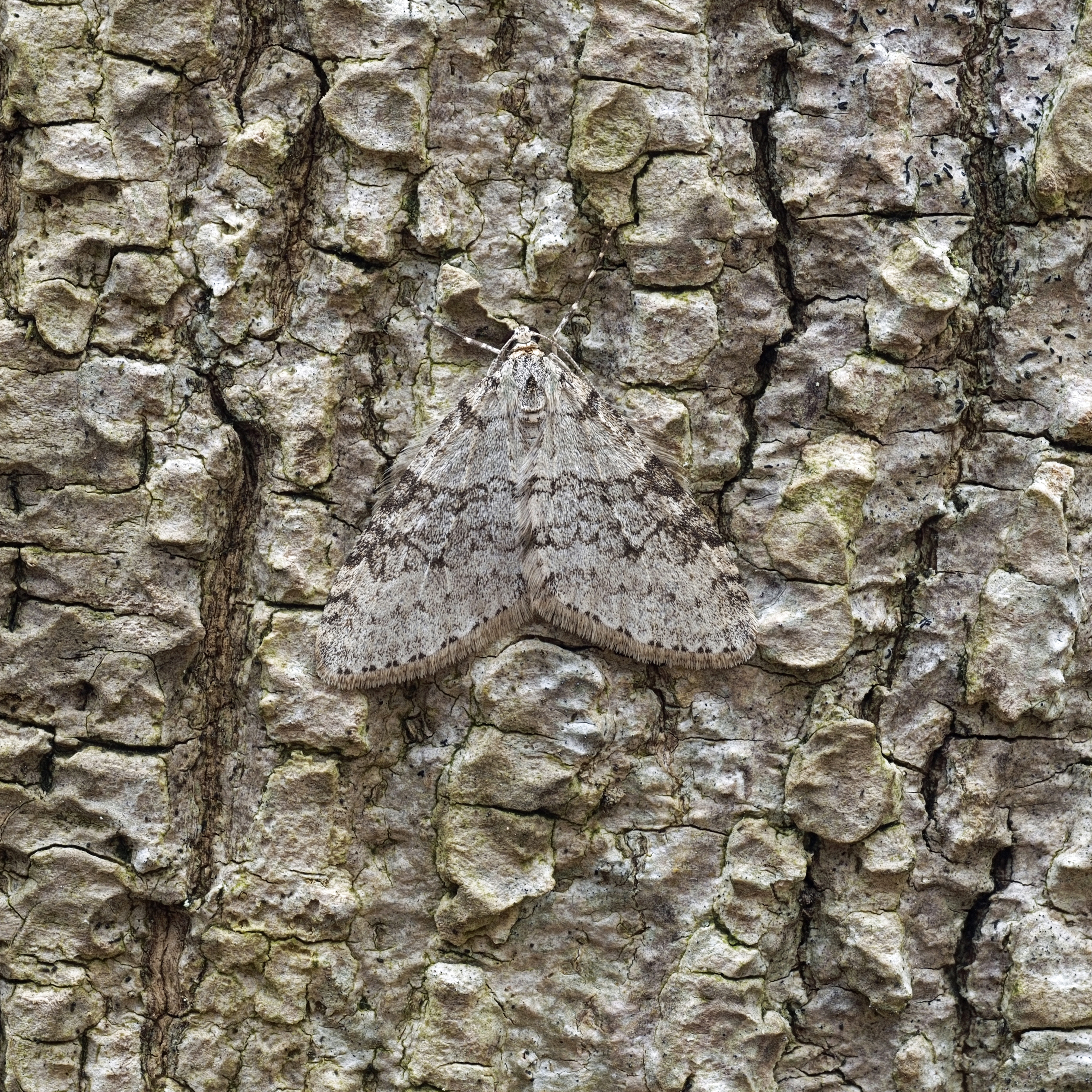 Details : Early Tooth-striped - BirdGuides