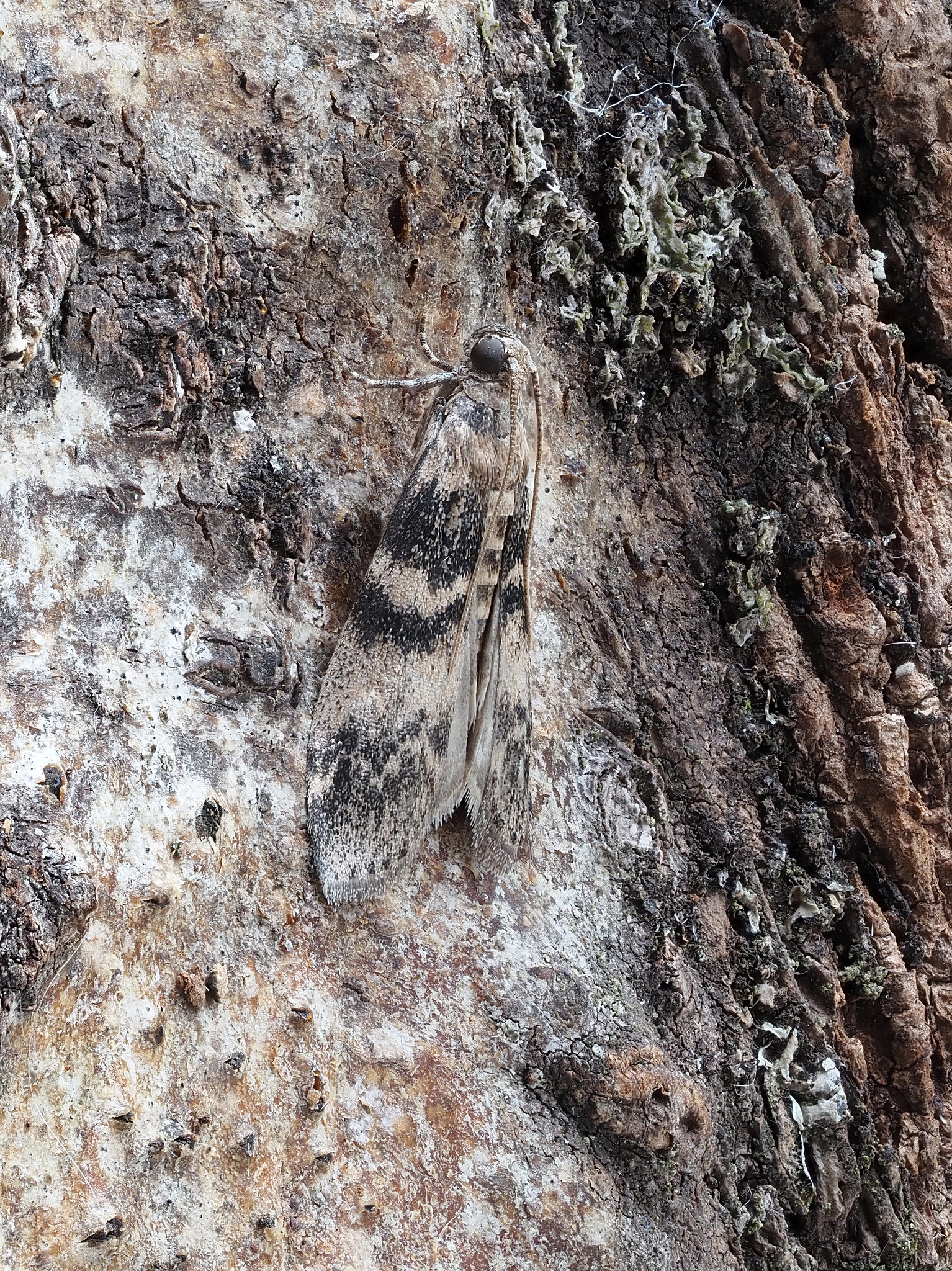 Details : Euzophera pinguis - BirdGuides