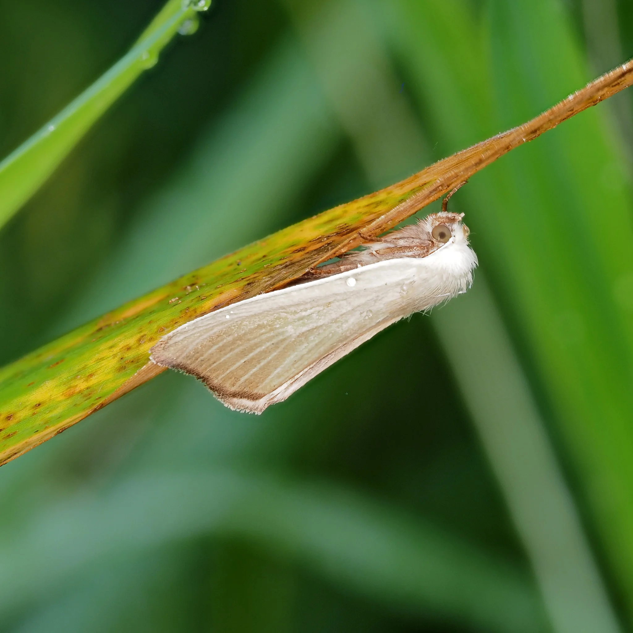 Details : Fen Wainscot - BirdGuides