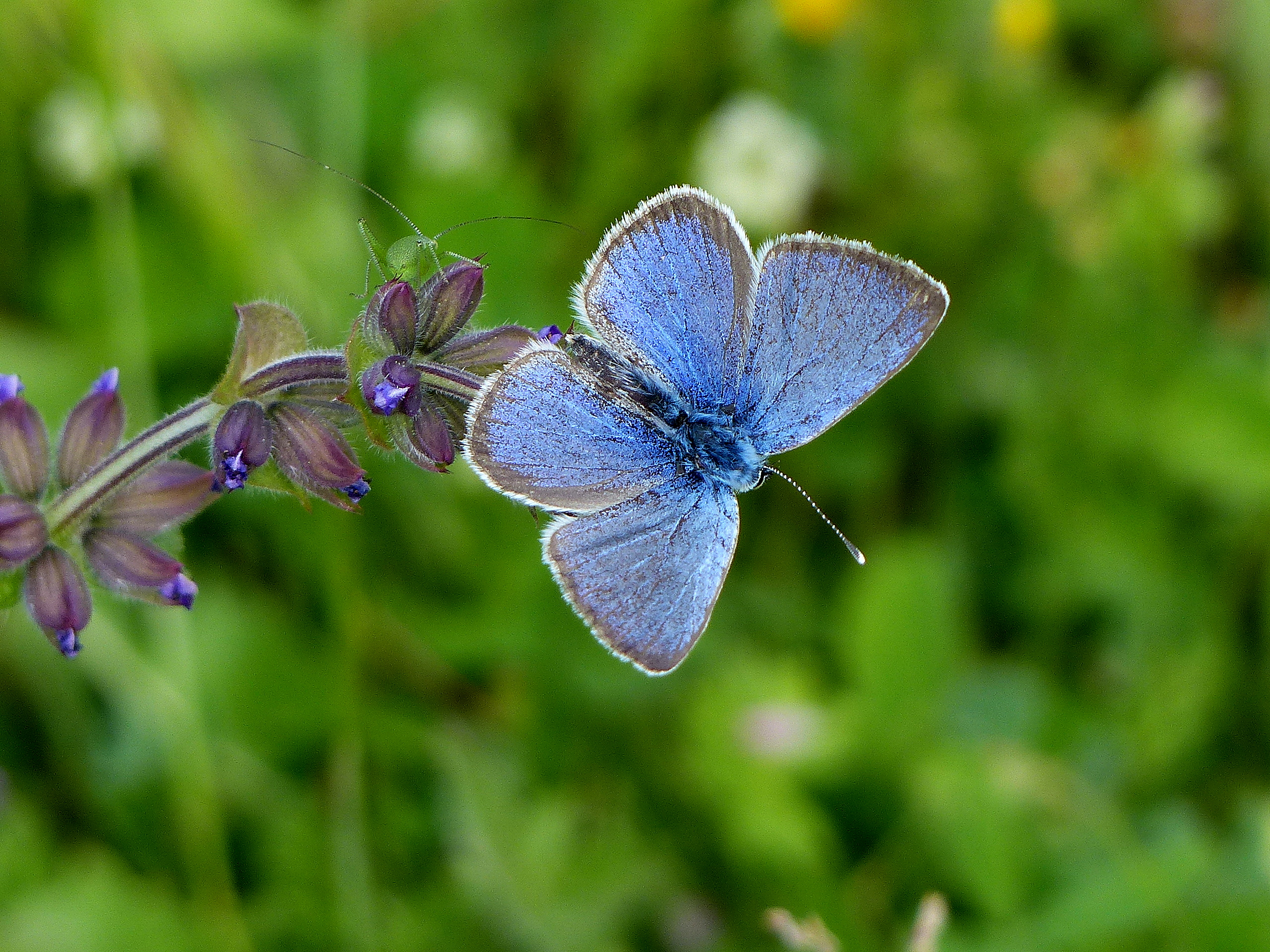 Green-underside Blue by Fionn Moore - BirdGuides