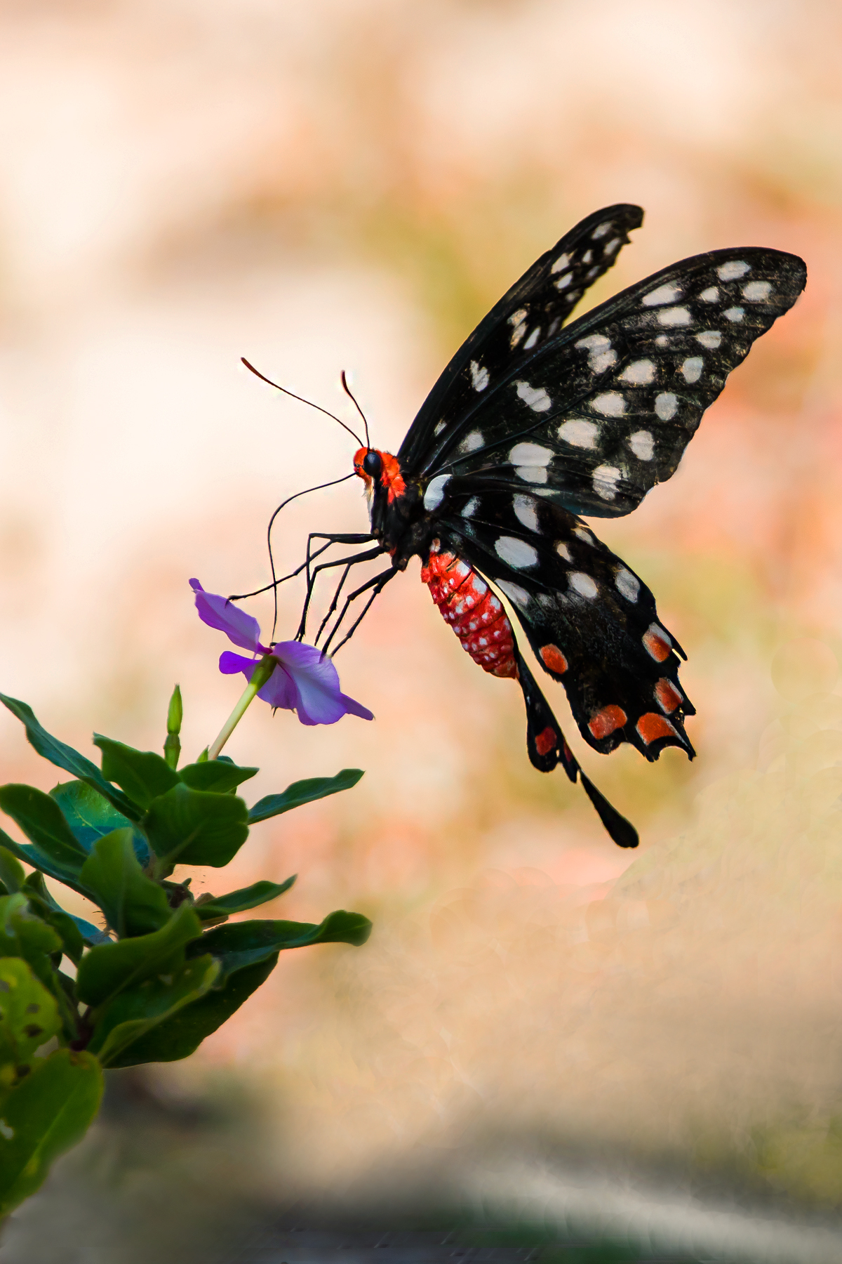 Madagascar Giant Swallowtail by Peter Beesley - BirdGuides