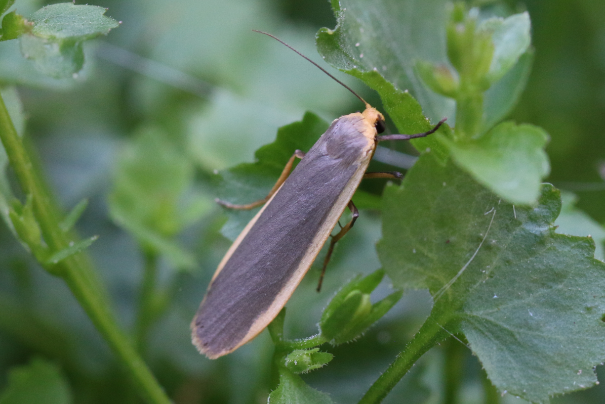 Common Footman by Chris Teague - BirdGuides