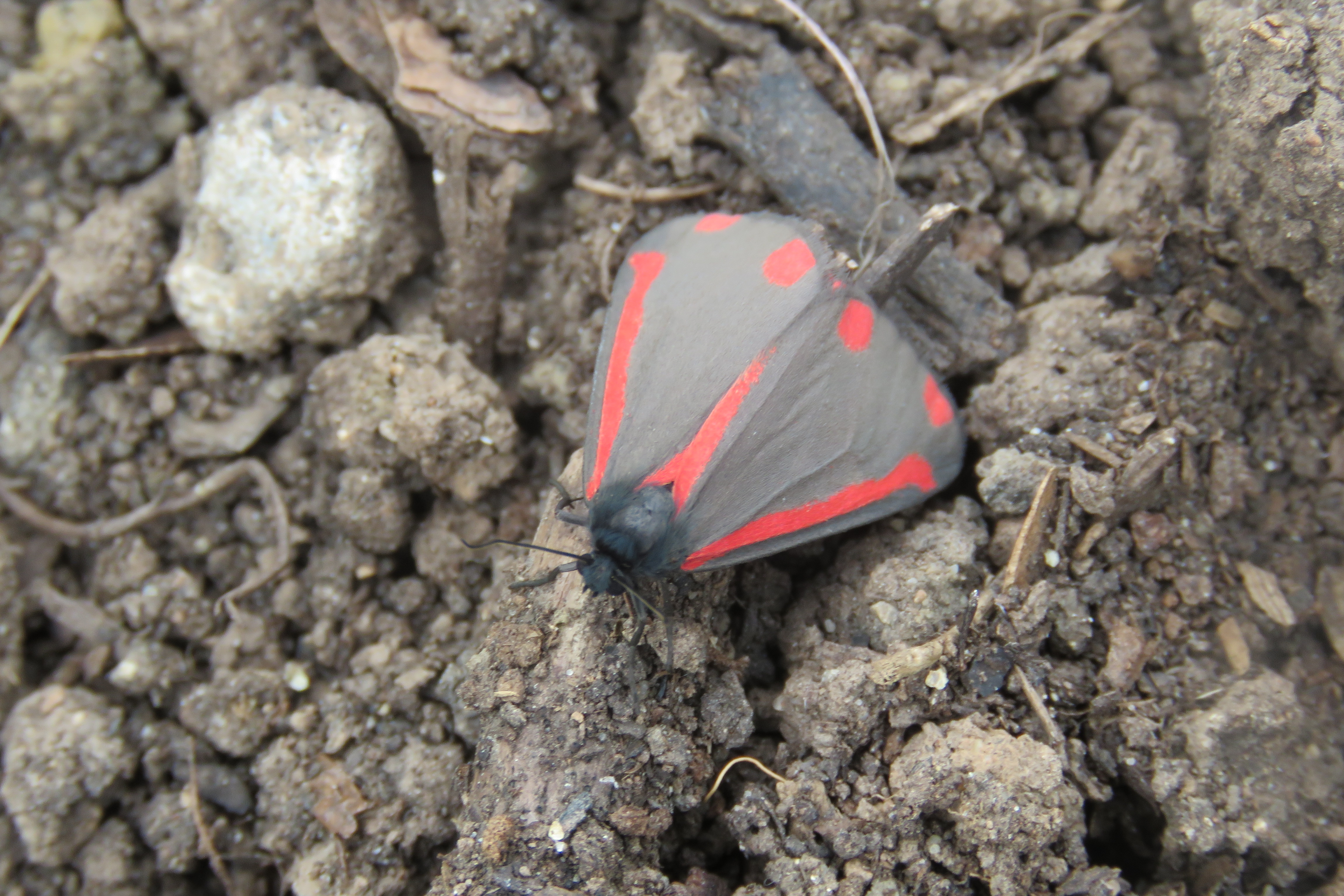 Cinnabar by Chris Teague - BirdGuides