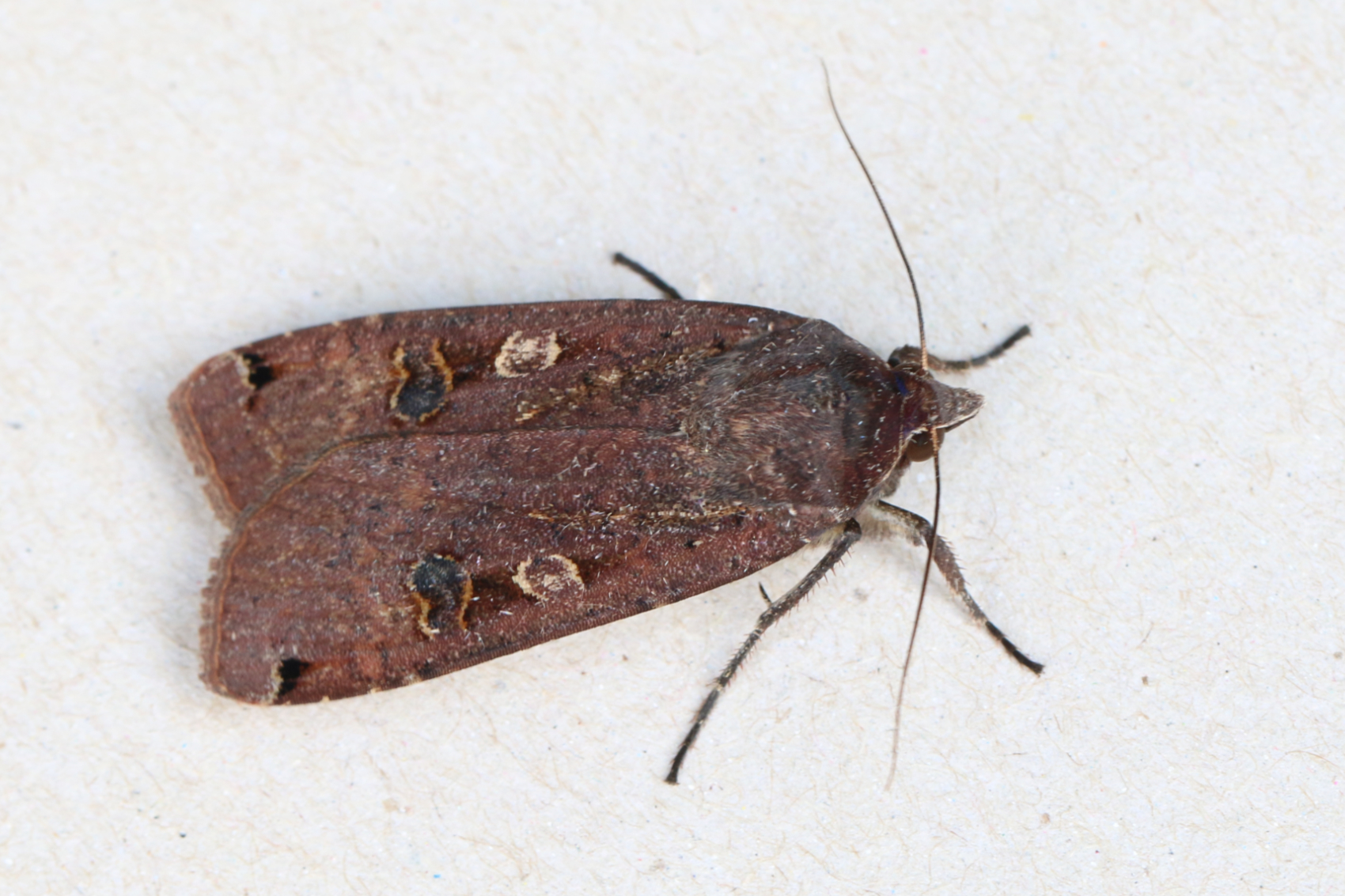 Large Yellow Underwing by Chris Teague - BirdGuides