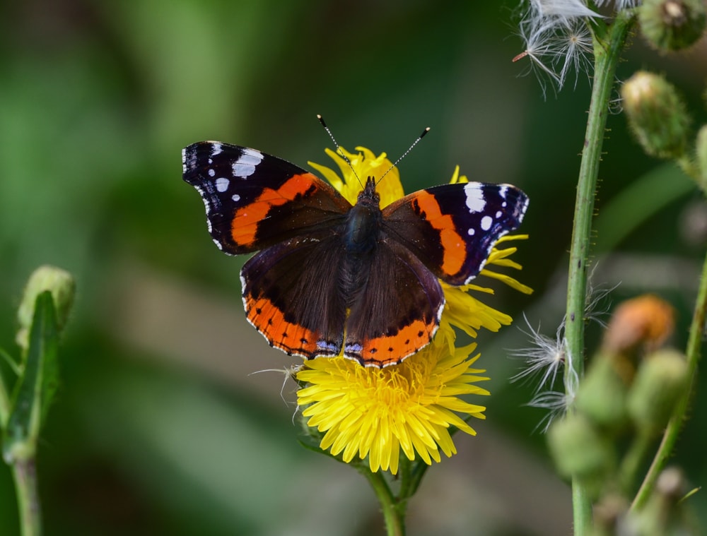 British butterfly numbers plummet to new low - BirdGuides