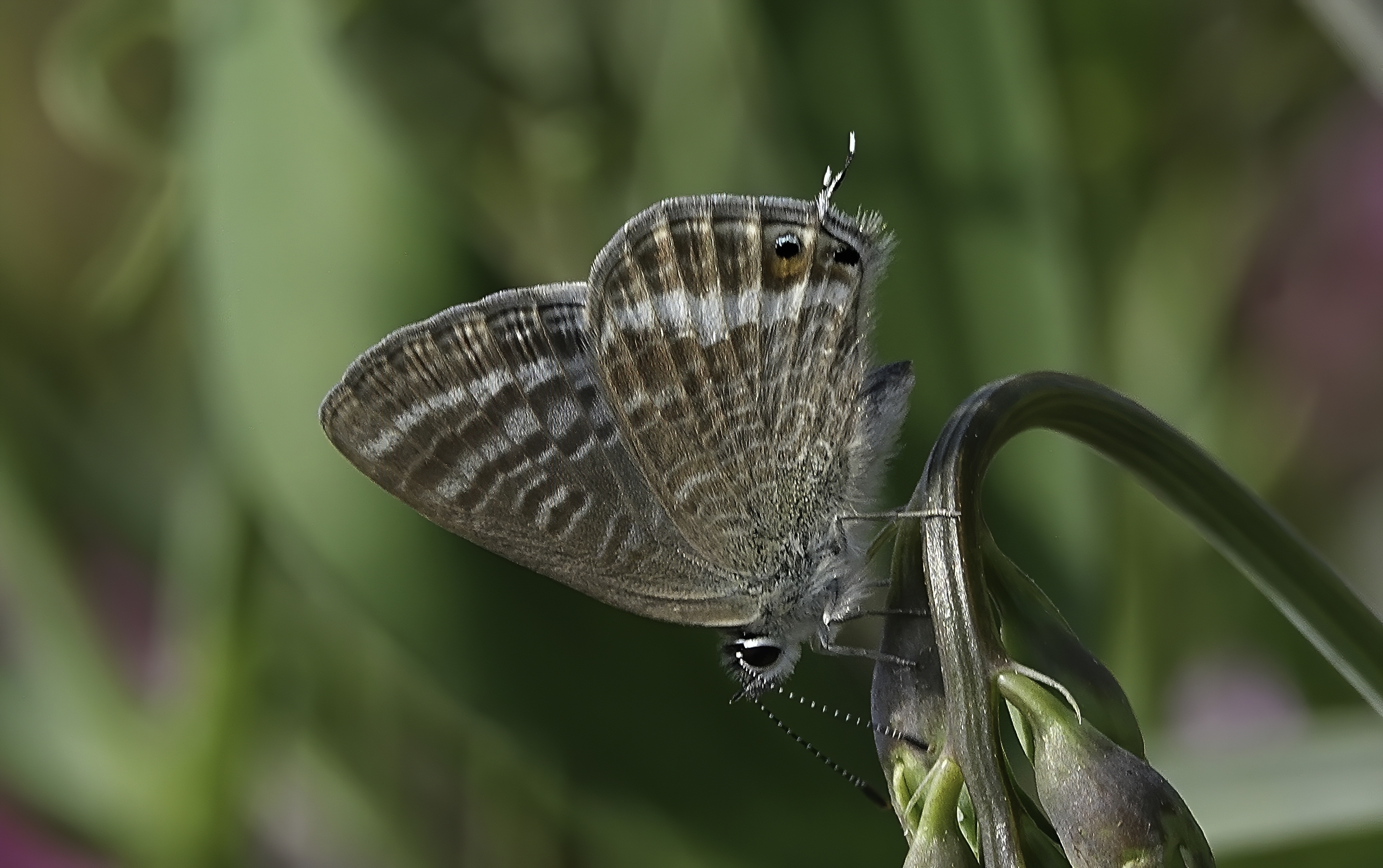 Details : Long-tailed Blue - BirdGuides