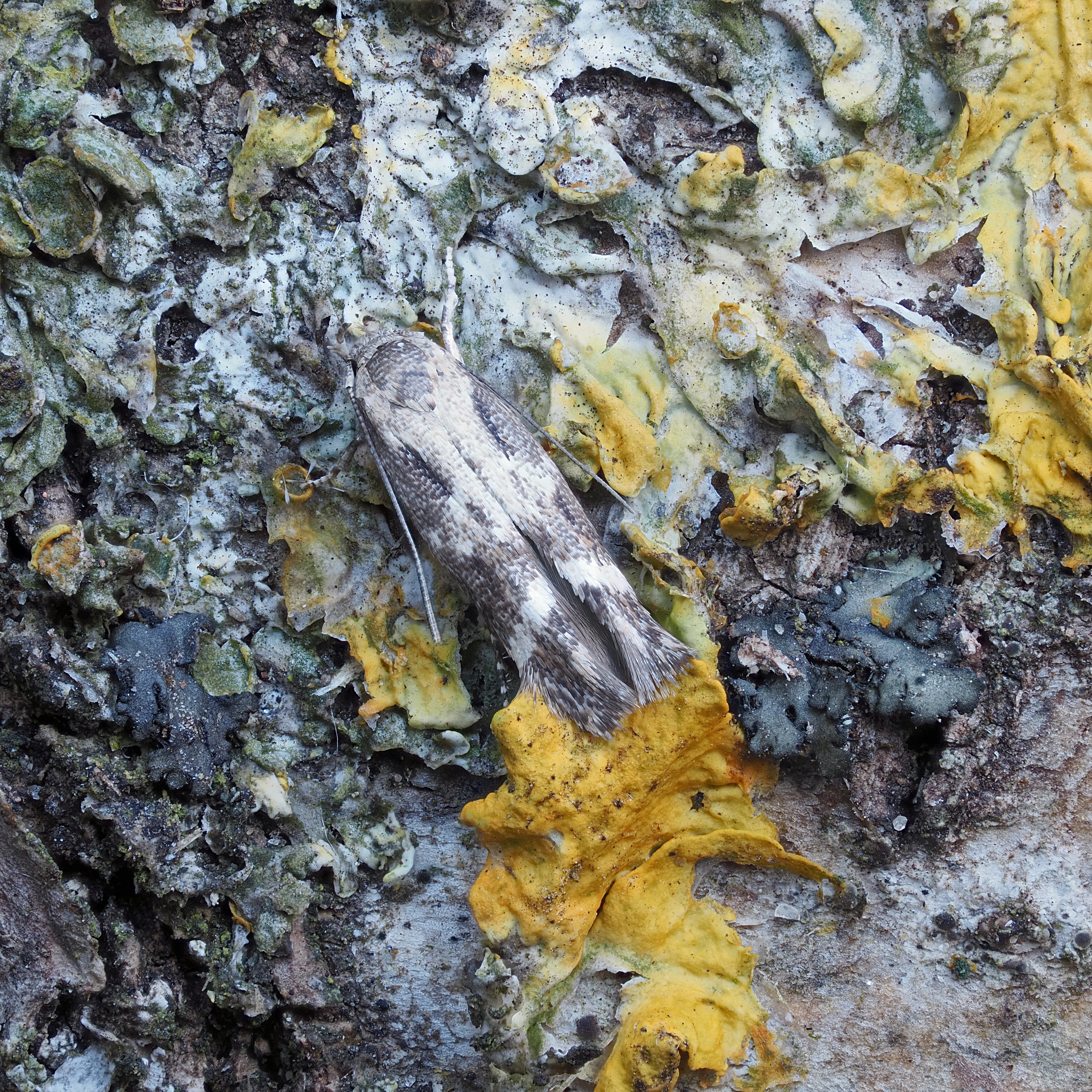 Details : Mompha subbistrigella - BirdGuides