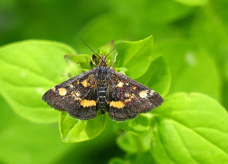 Details : Mint Moth - BirdGuides