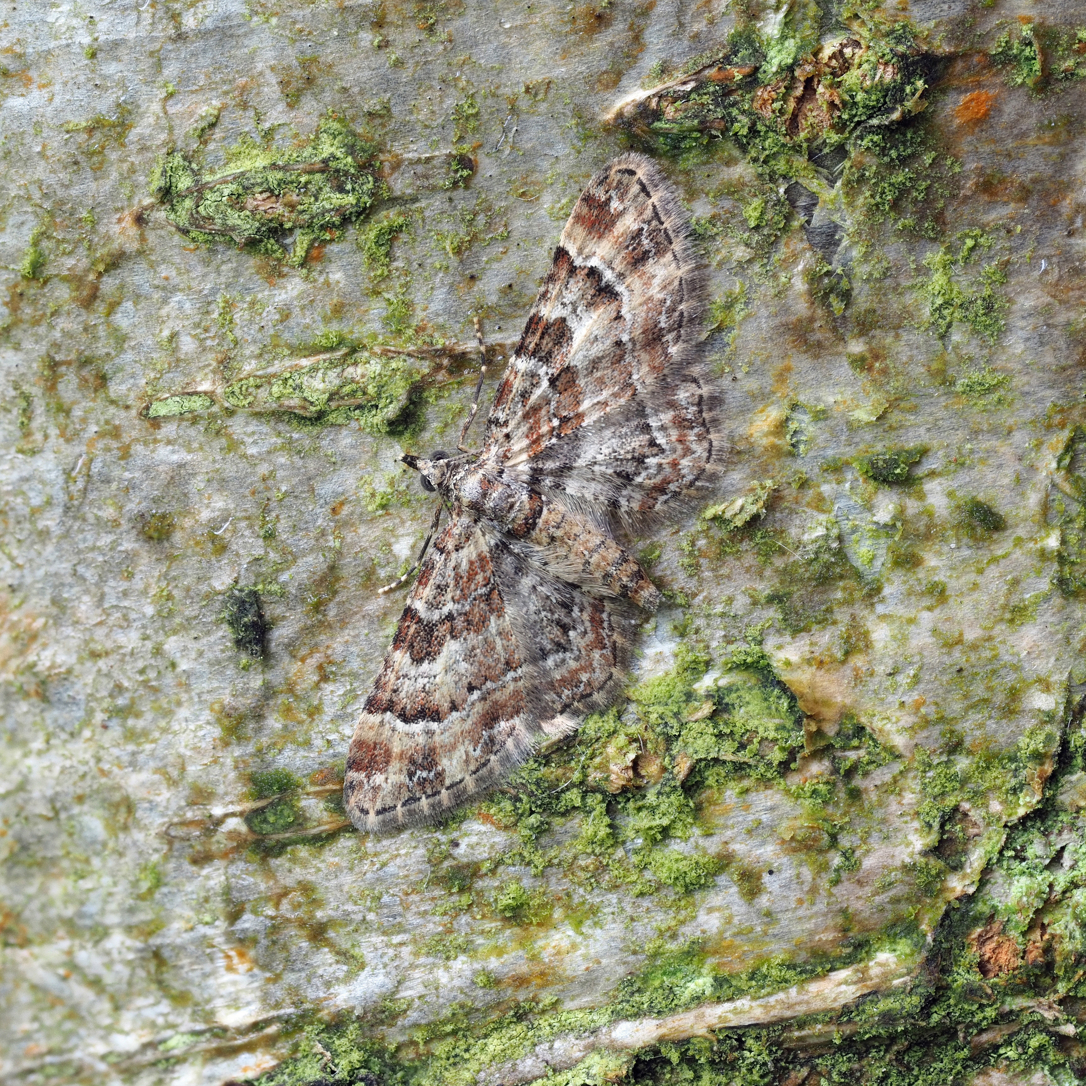 Details : Double-striped Pug - BirdGuides