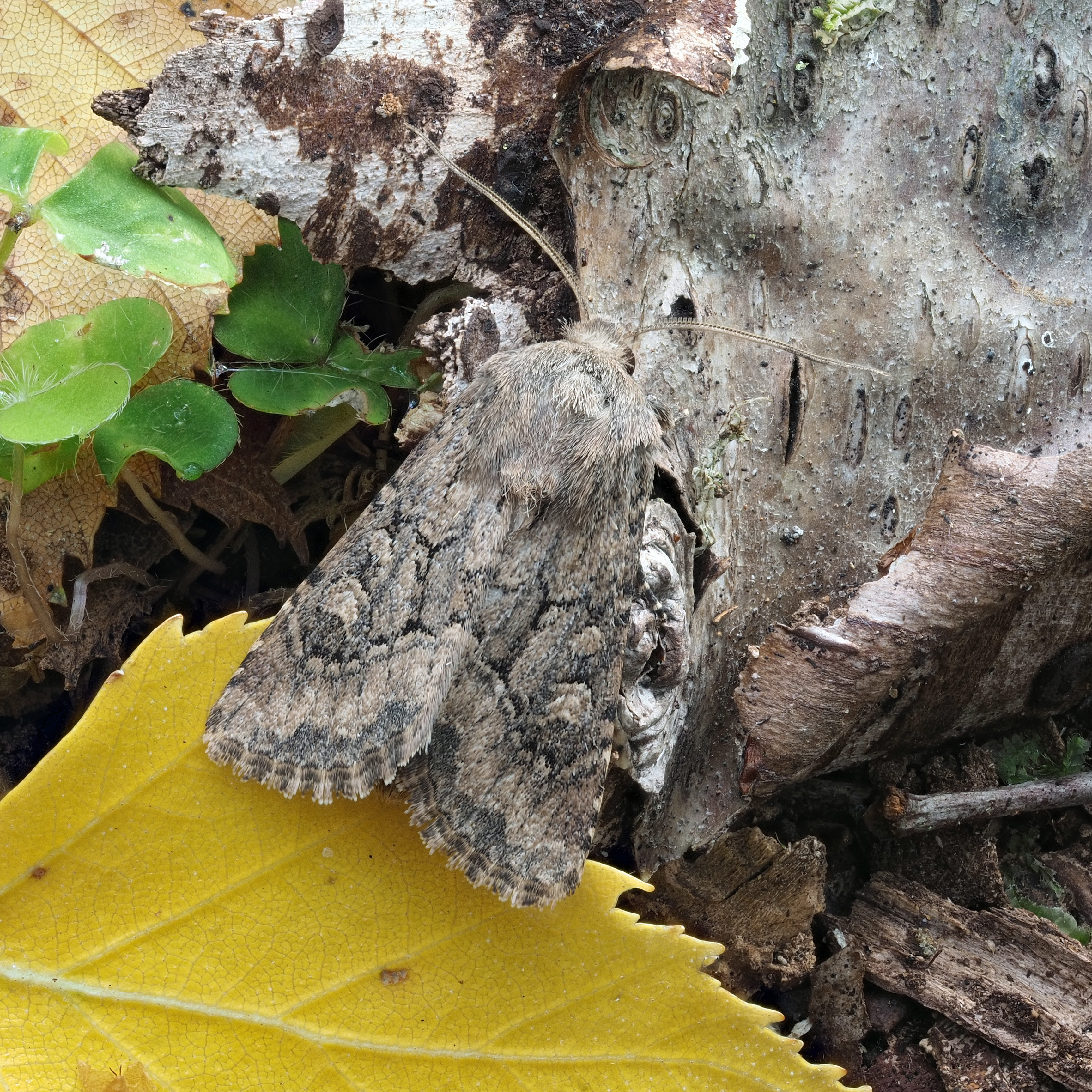 Details : Flounced Rustic - BirdGuides