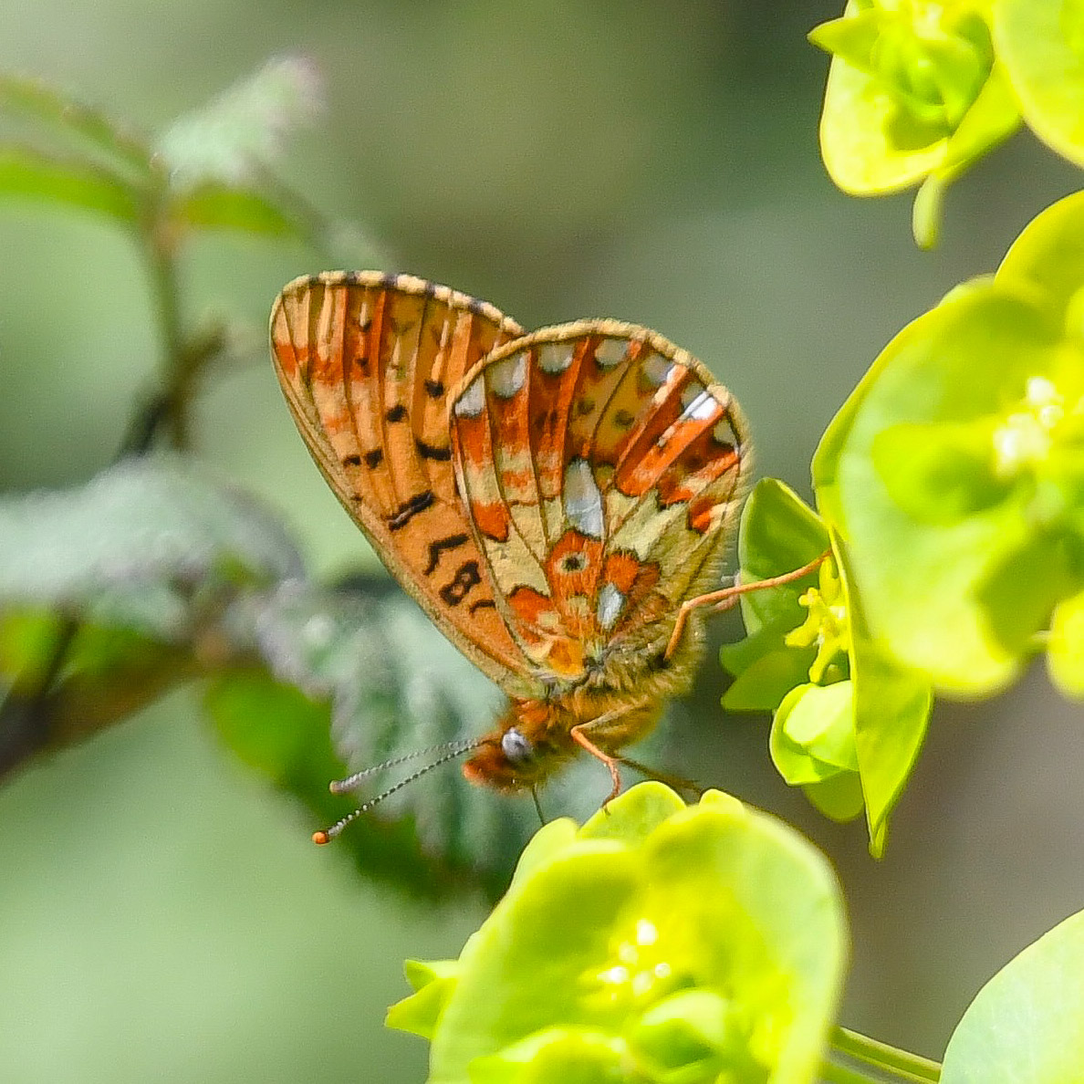 Pearl-bordered Fritillary by Emma Parkes - BirdGuides