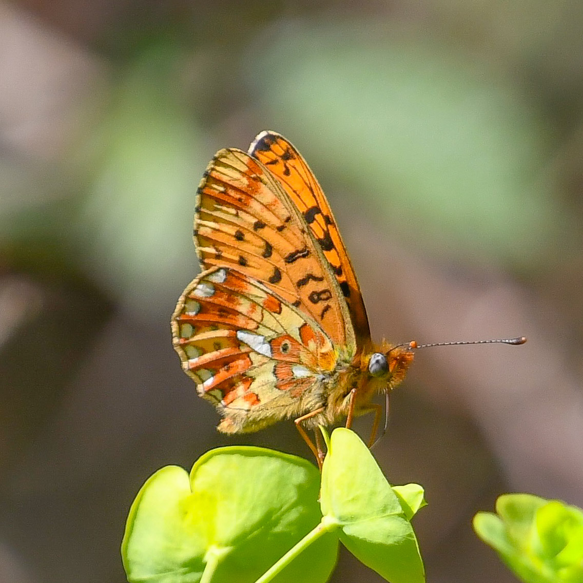 Pearl-bordered Fritillary by Emma Parkes - BirdGuides