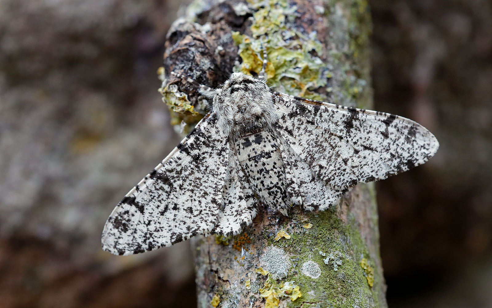 Peppered Moth by Tony Davison - BirdGuides