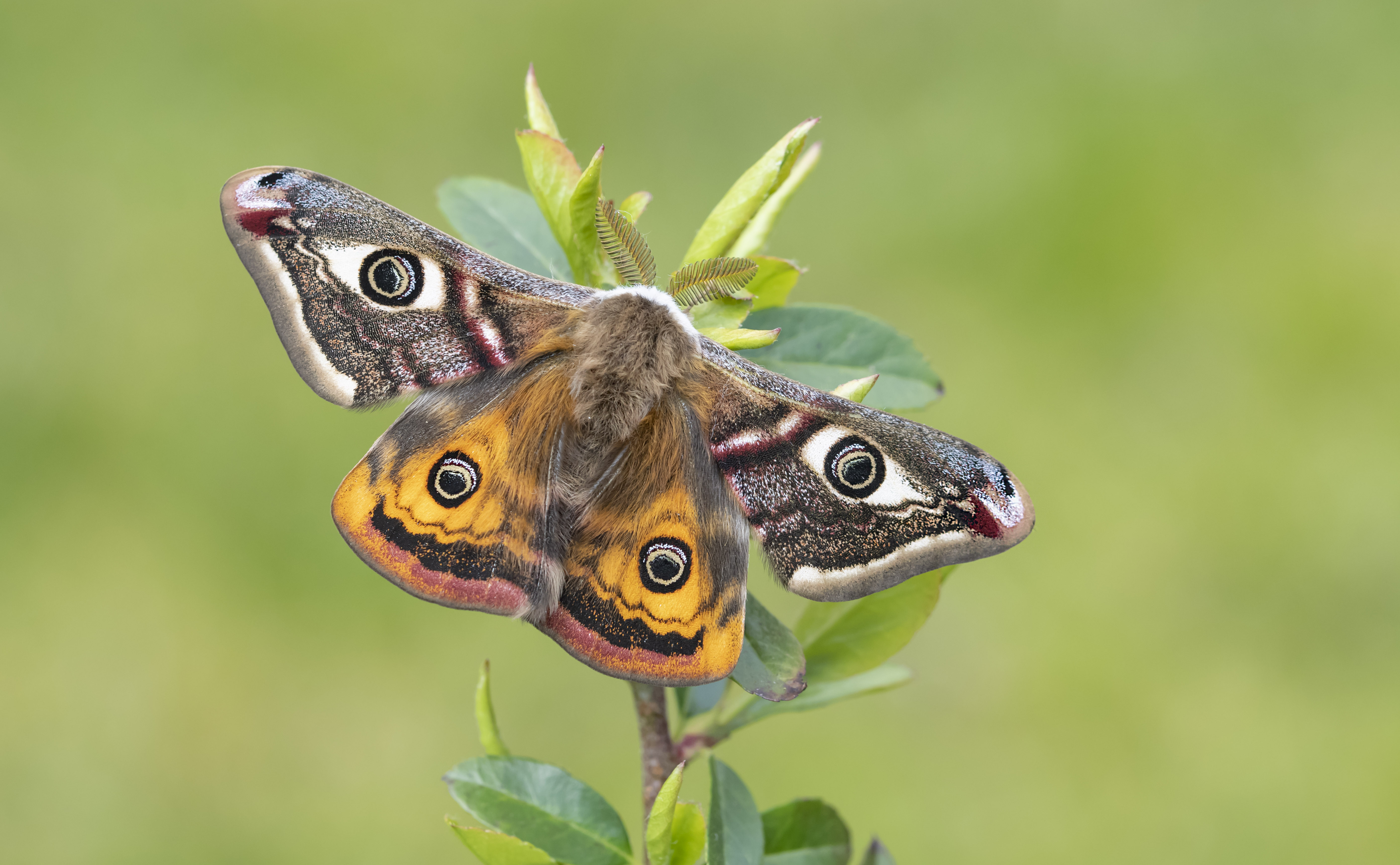 Details : Emperor Moth - BirdGuides