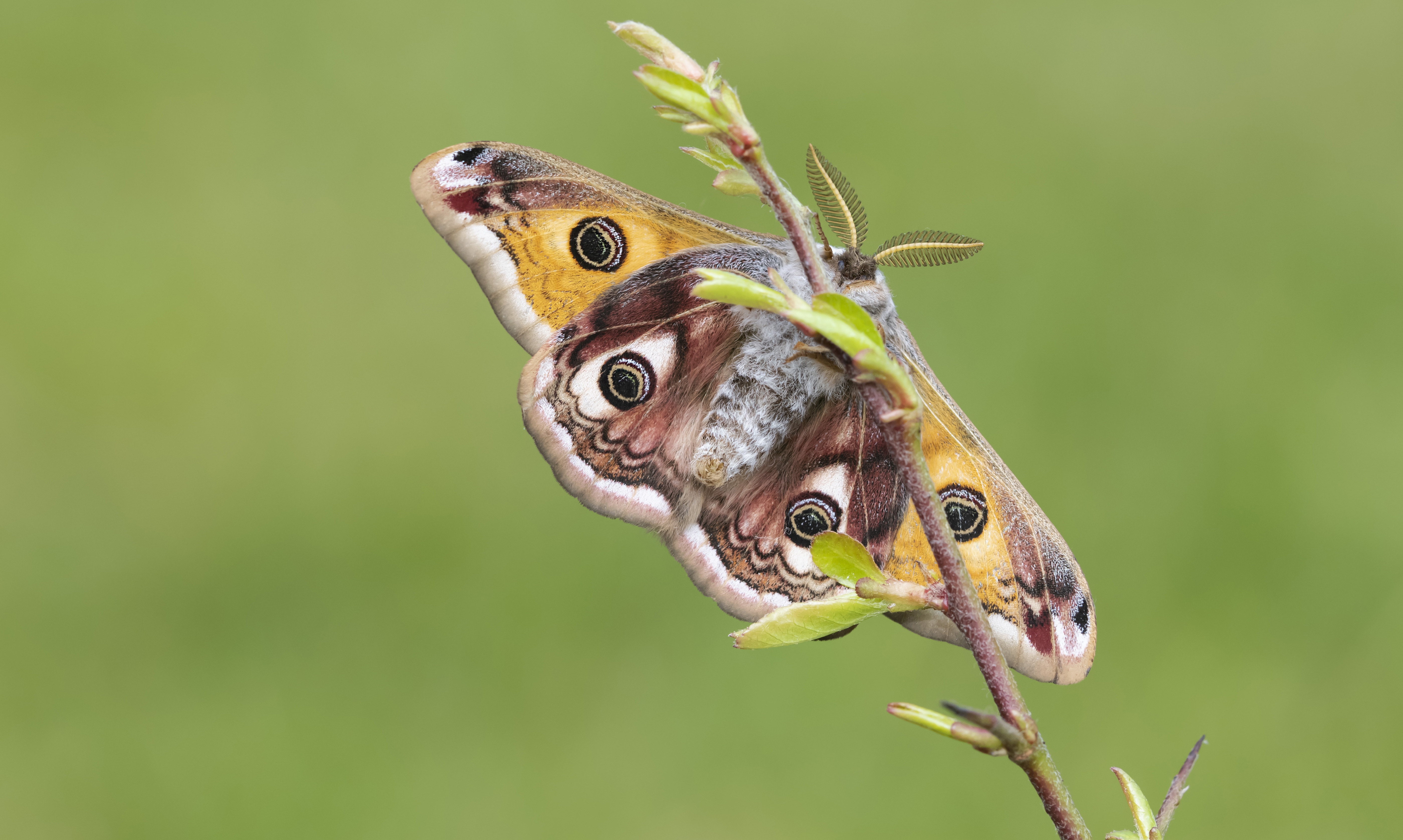 Details : Emperor Moth - BirdGuides