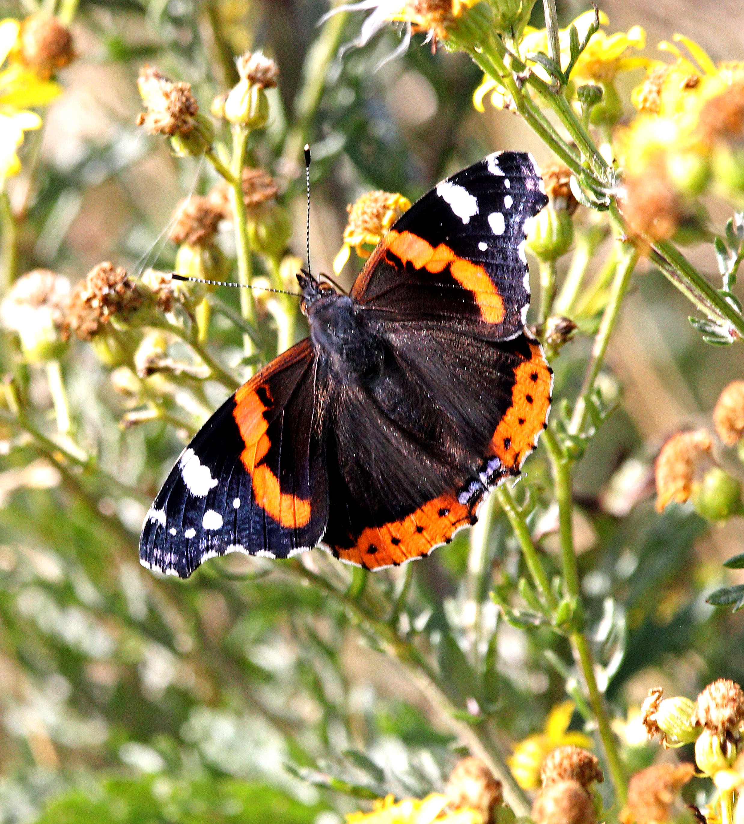Details : Red Admiral - BirdGuides