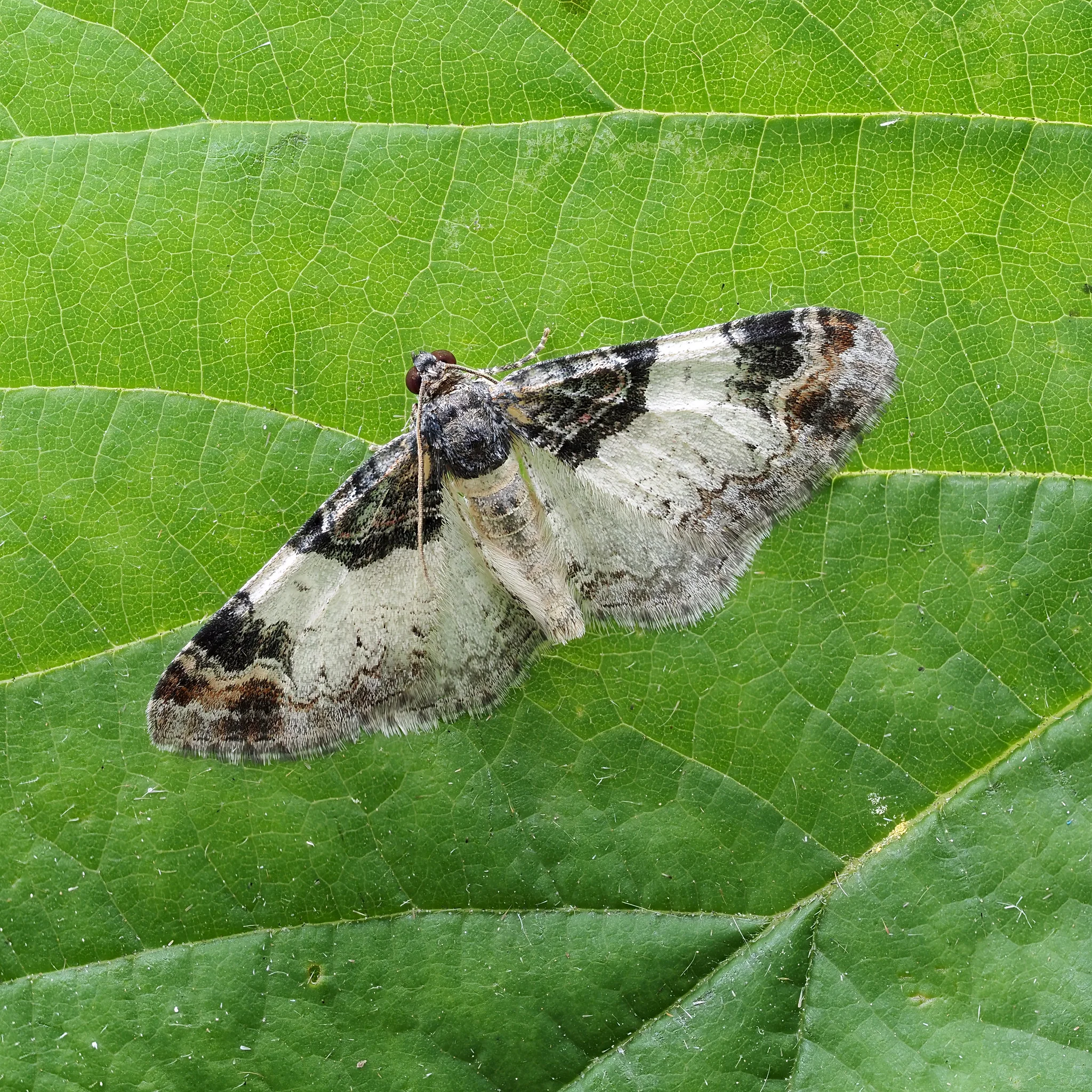 Details : Royal Mantle - BirdGuides