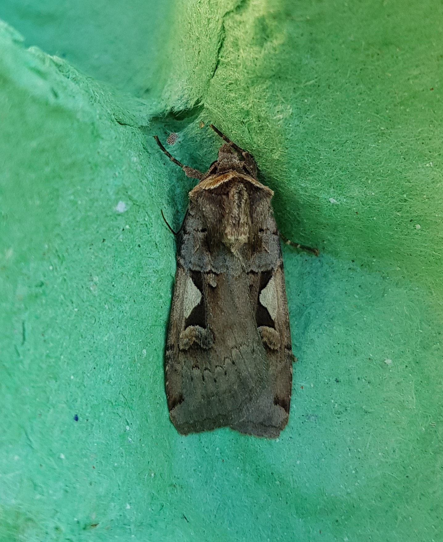 Details : Setaceous Hebrew Character - BirdGuides