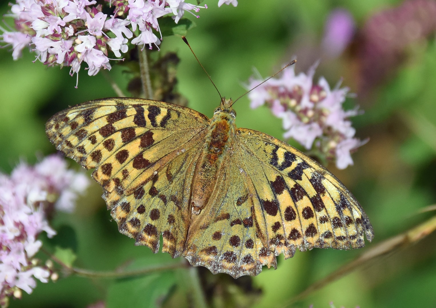 Silver-washed Fritillary by Tony Hovell - BirdGuides
