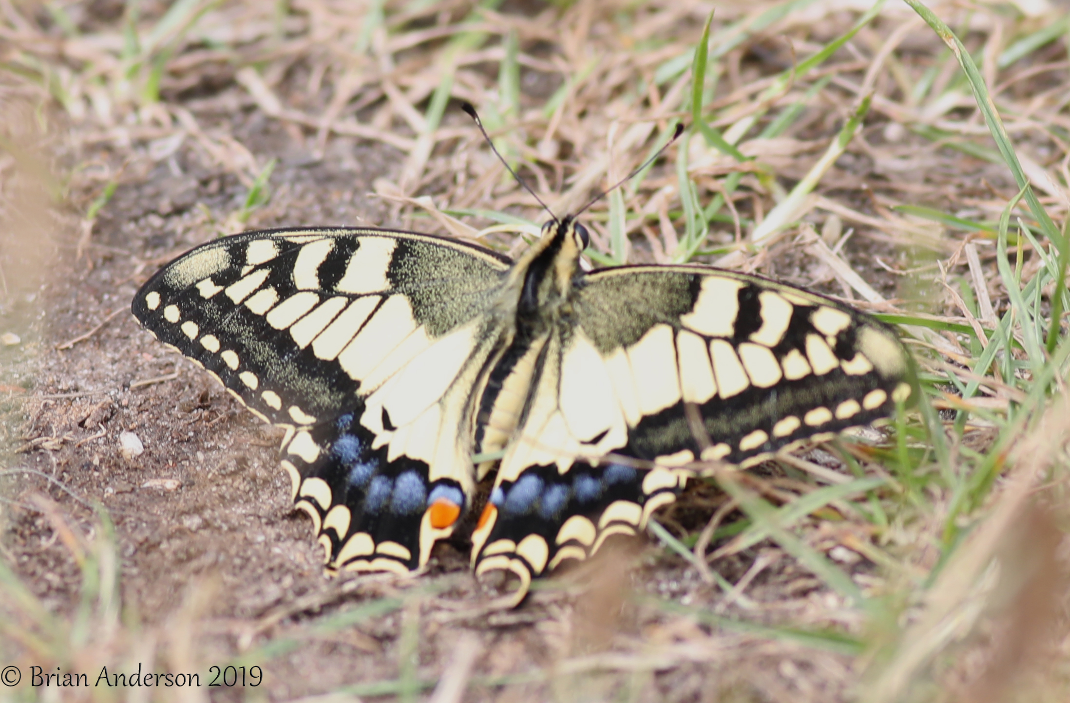 Swallowtail by Brian Anderson - BirdGuides