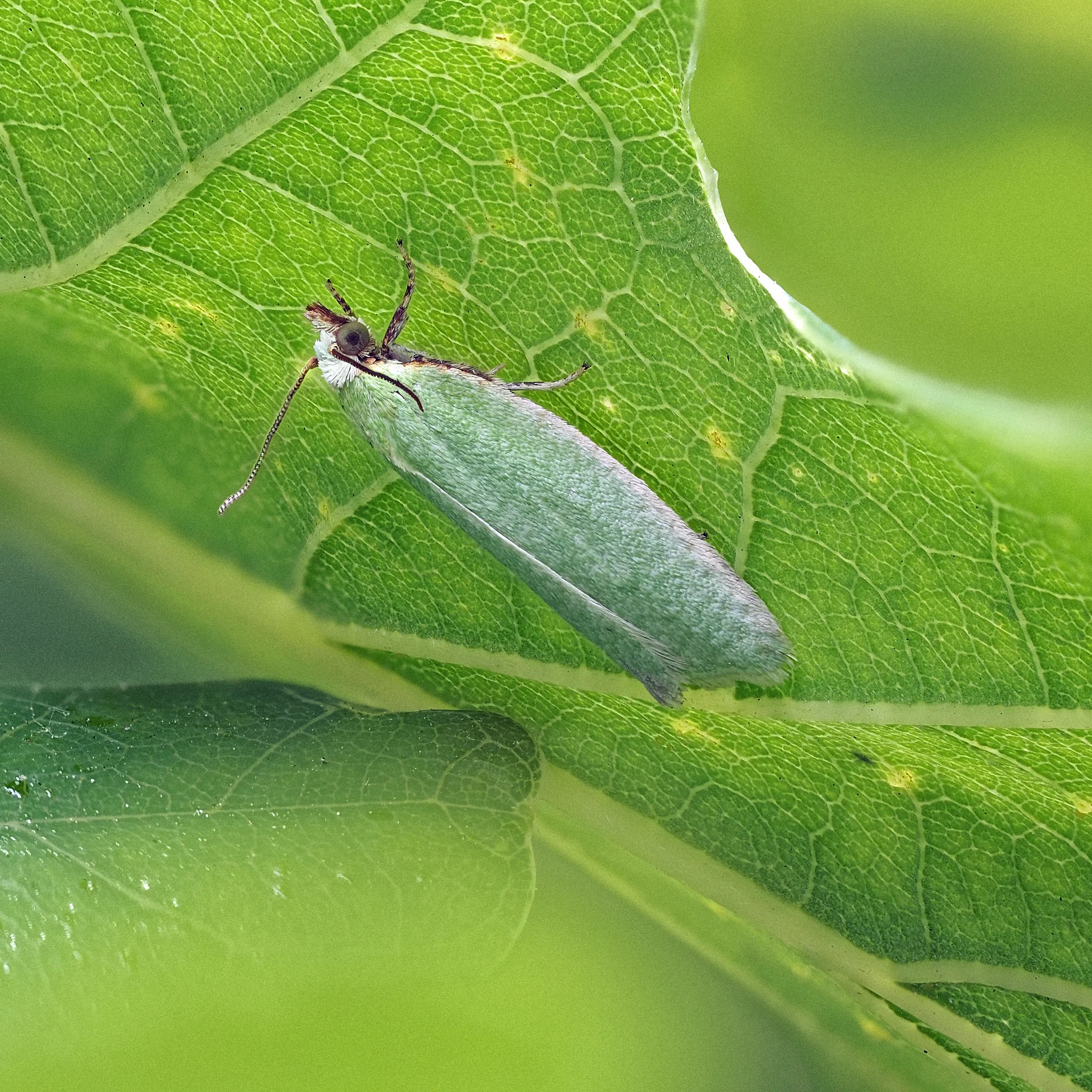 Details : Green Oak Tortrix - BirdGuides