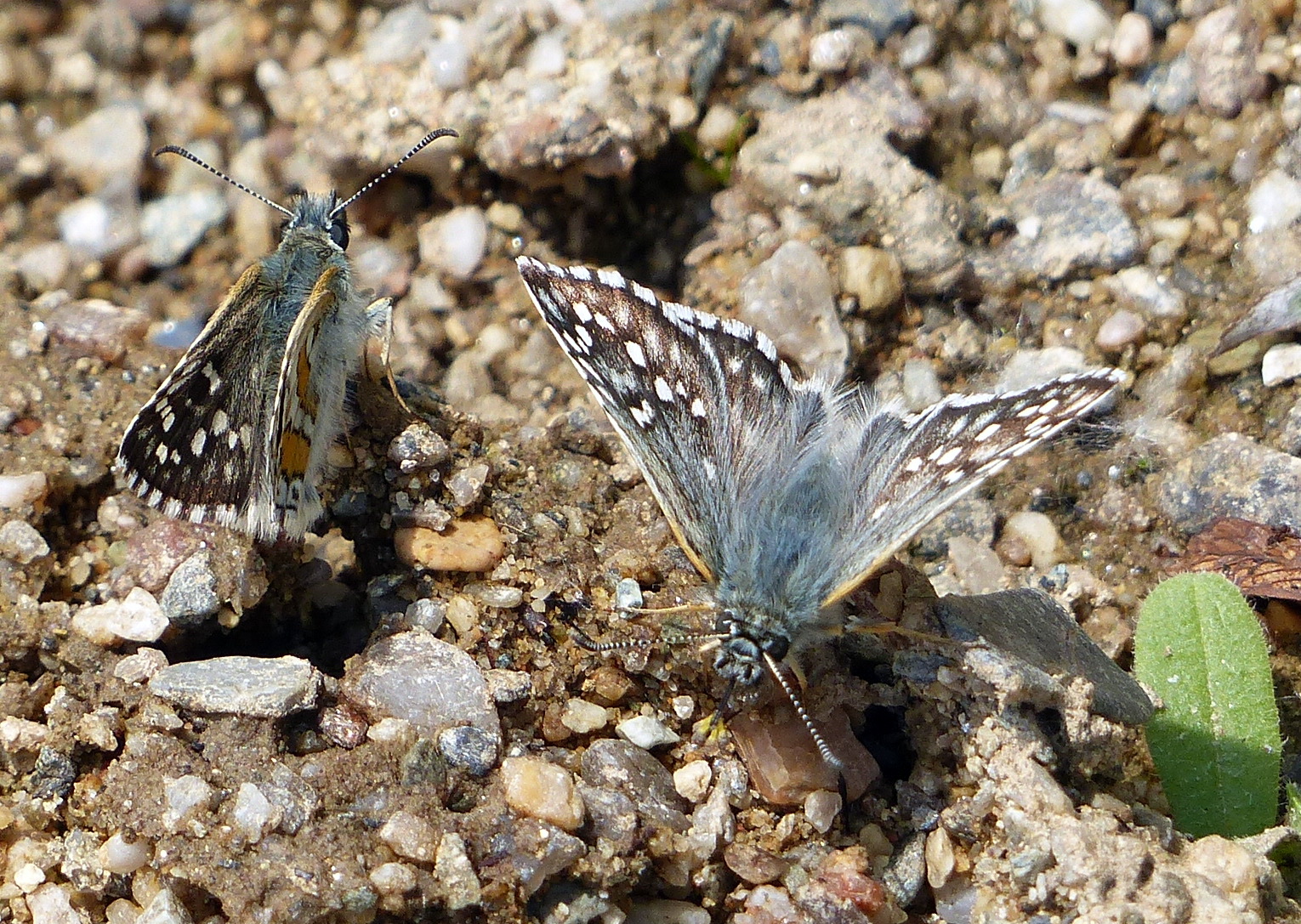 Yellow-banded Skipper by Fionn Moore - BirdGuides