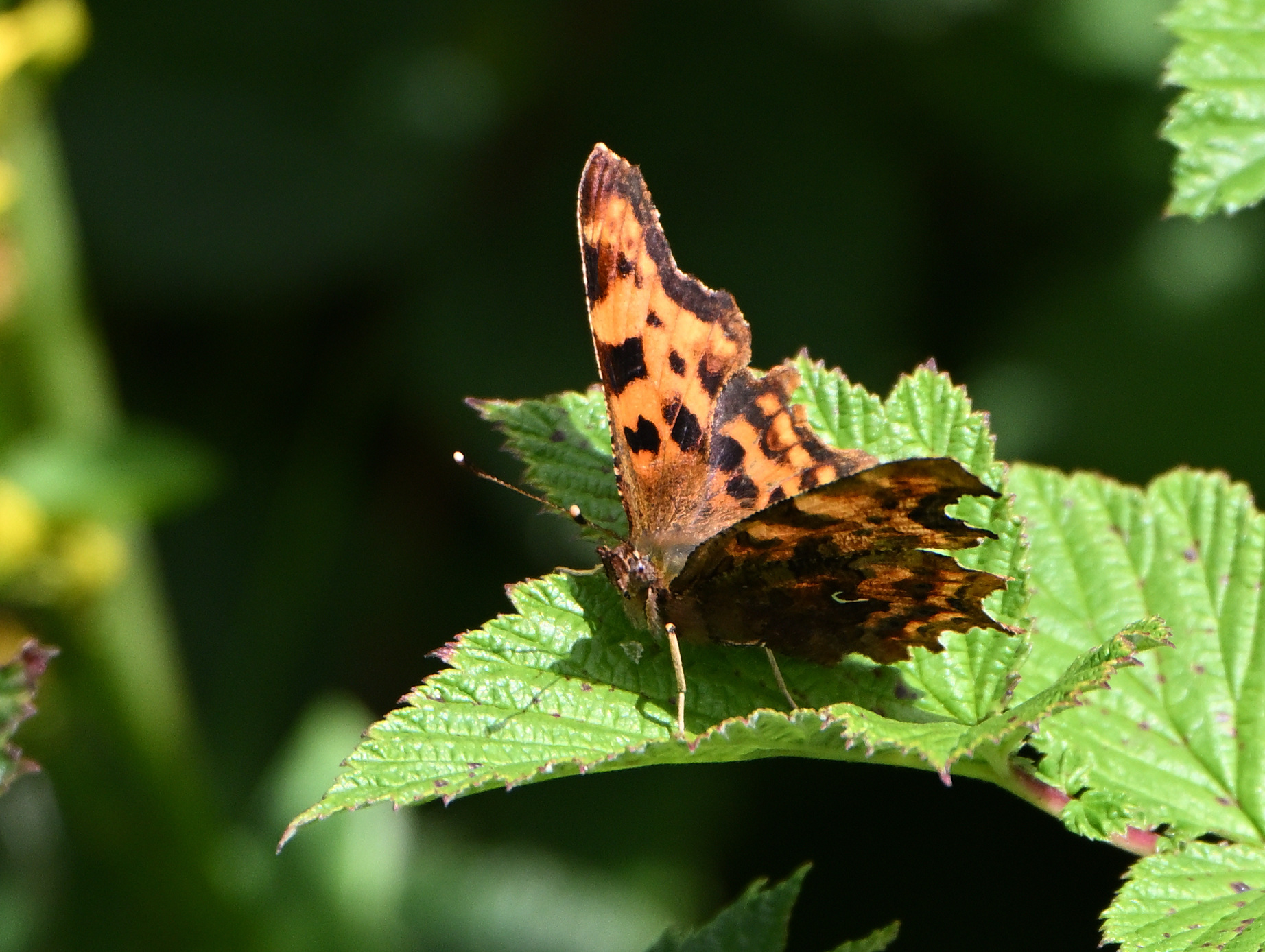Comma by Tom Moodie - BirdGuides