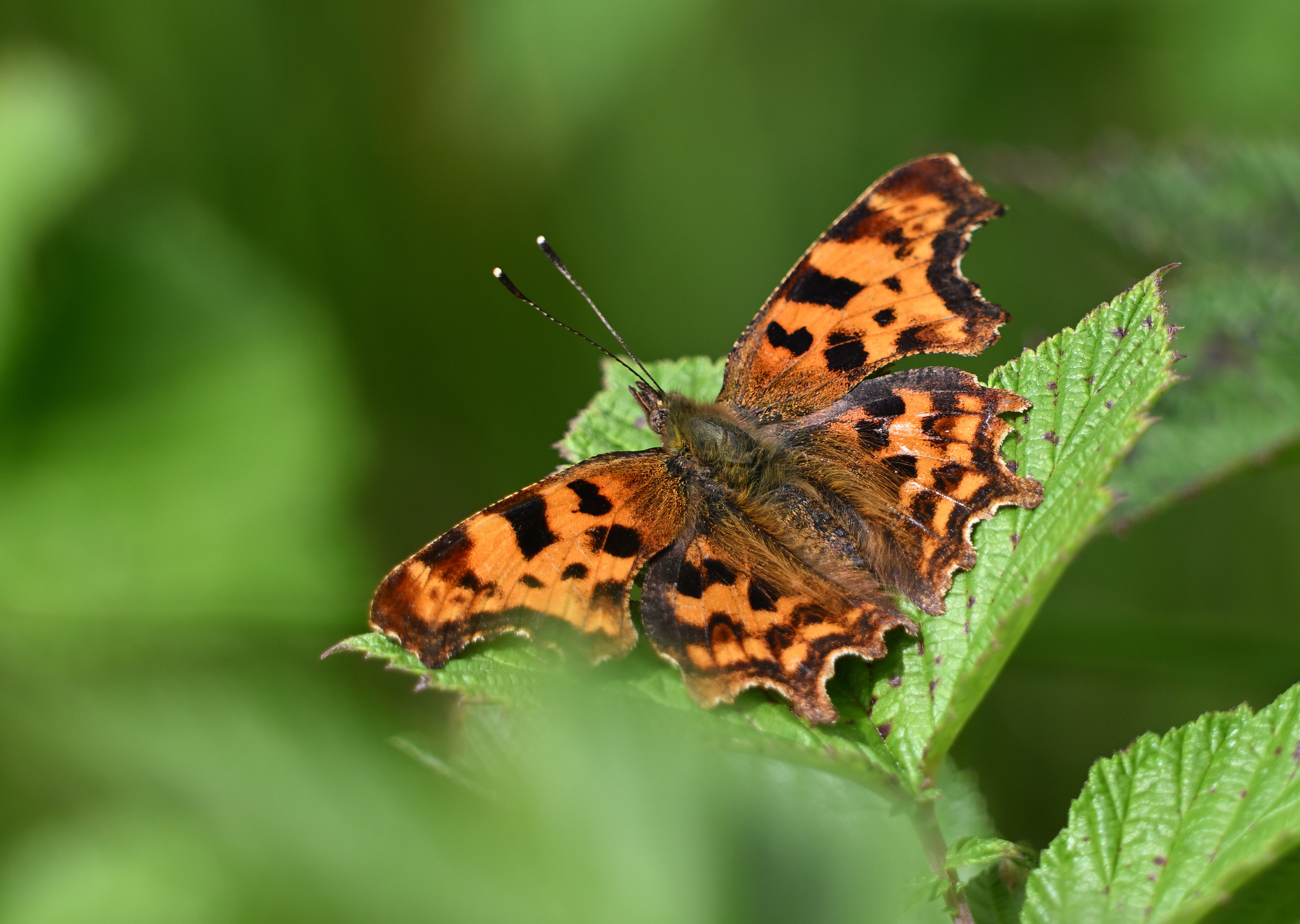 Comma by Tom Moodie - BirdGuides
