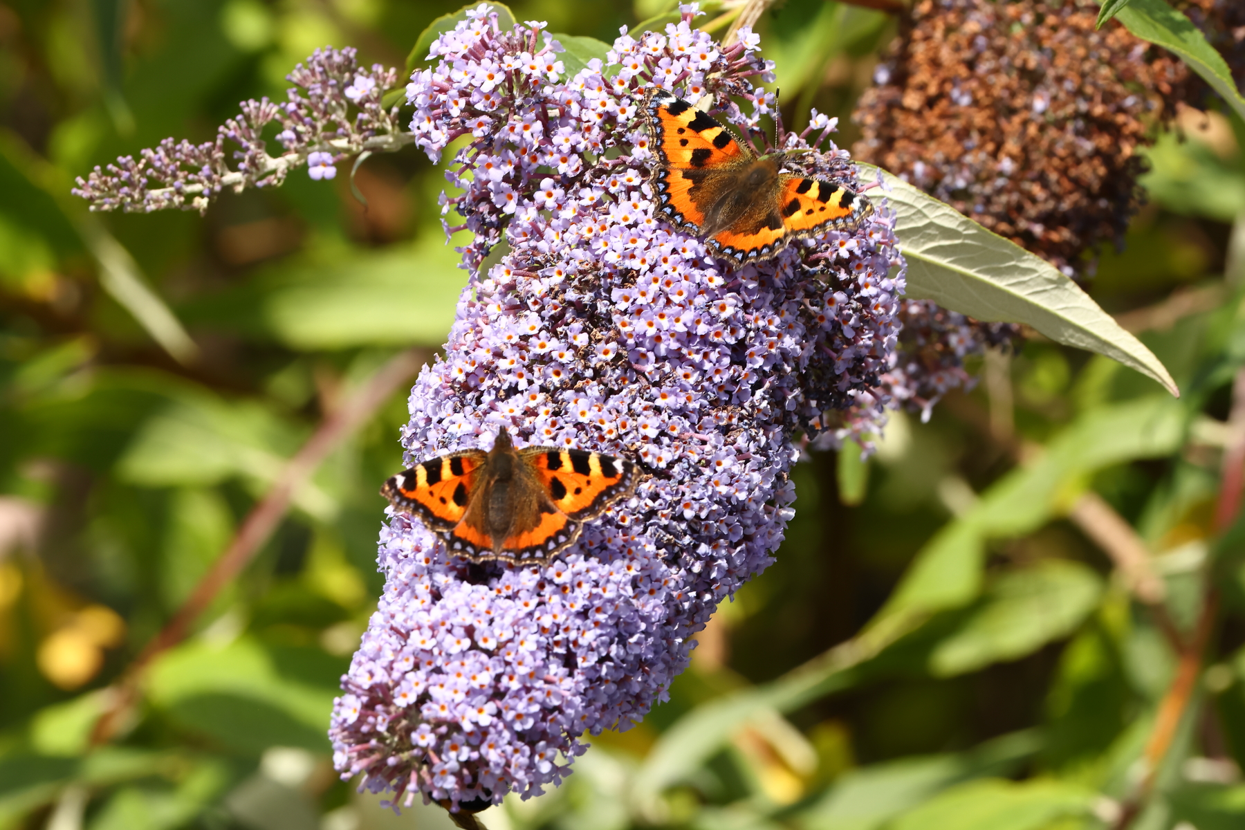 Small Tortoiseshell by Alan Jack - BirdGuides