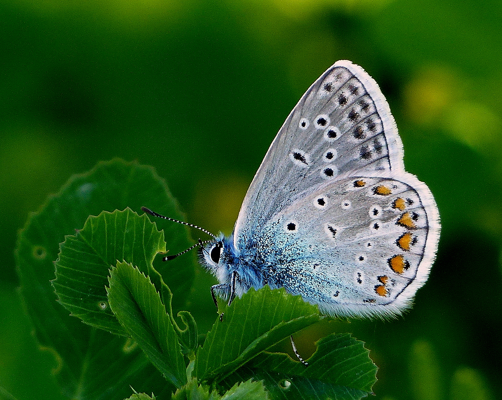 Common Blue by Fionn Moore - BirdGuides