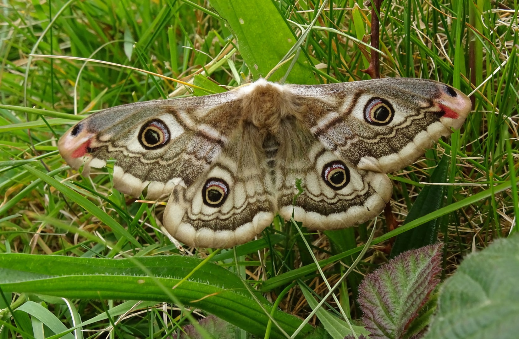 Emperor Moth by David Ferguson - BirdGuides