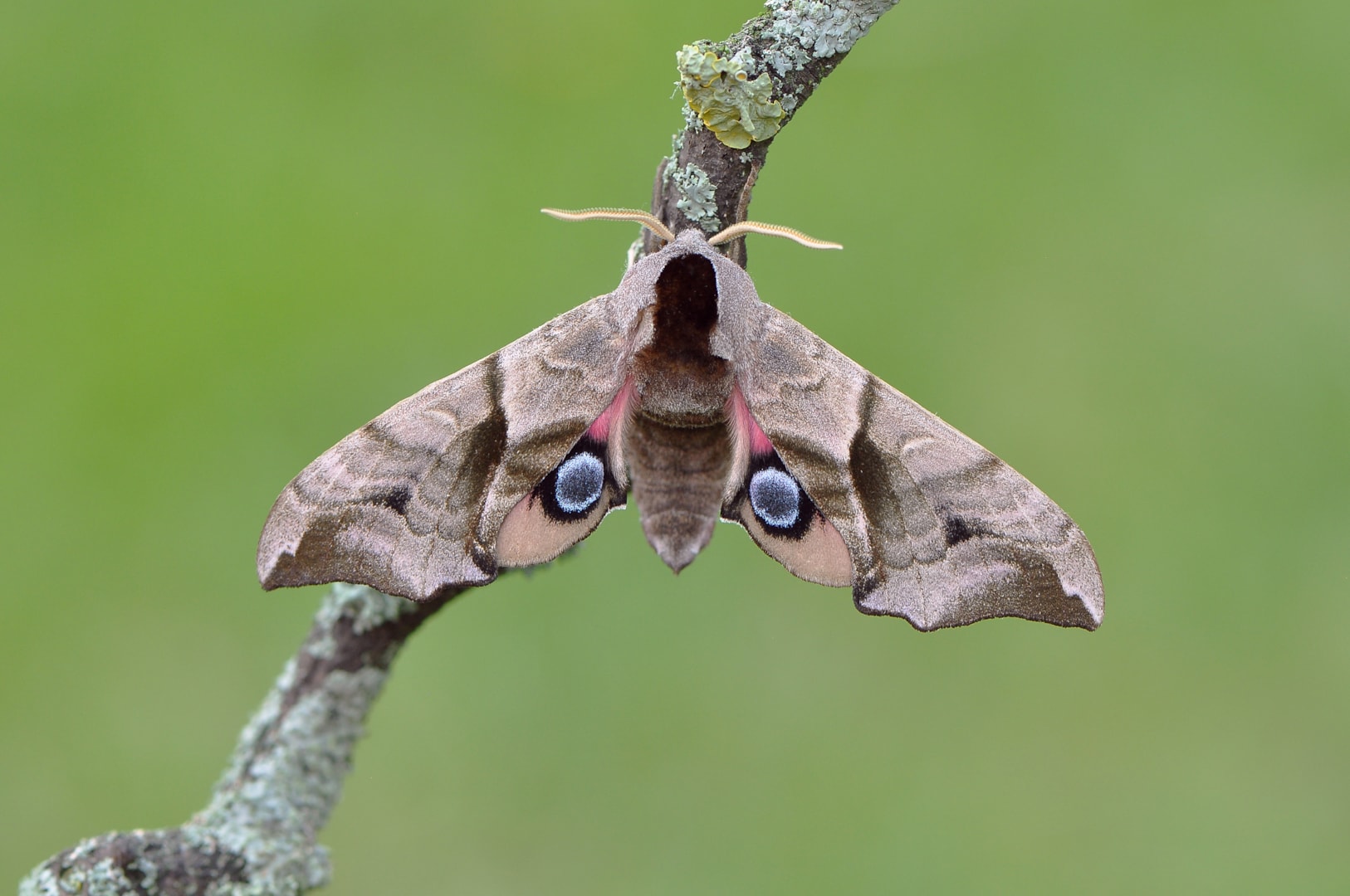 Eyed Hawkmoth by Damian Money - BirdGuides
